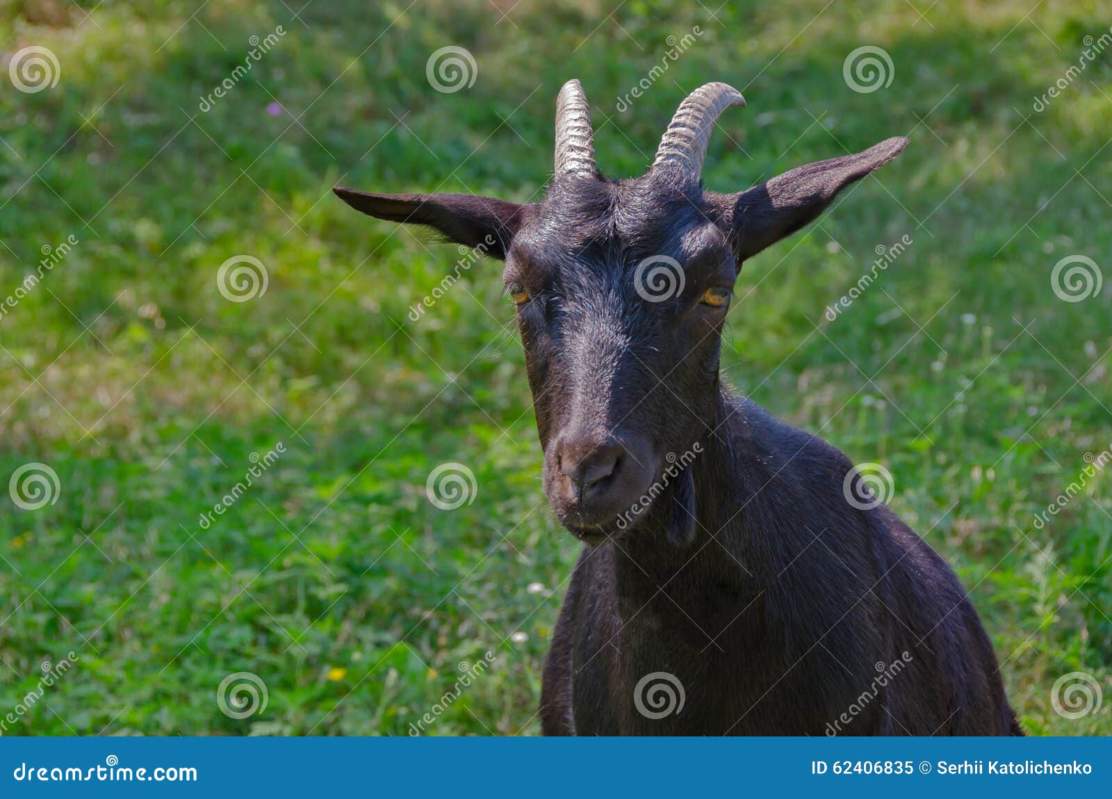 Horned, black goat stock image. Image of animal, goat - 62406835