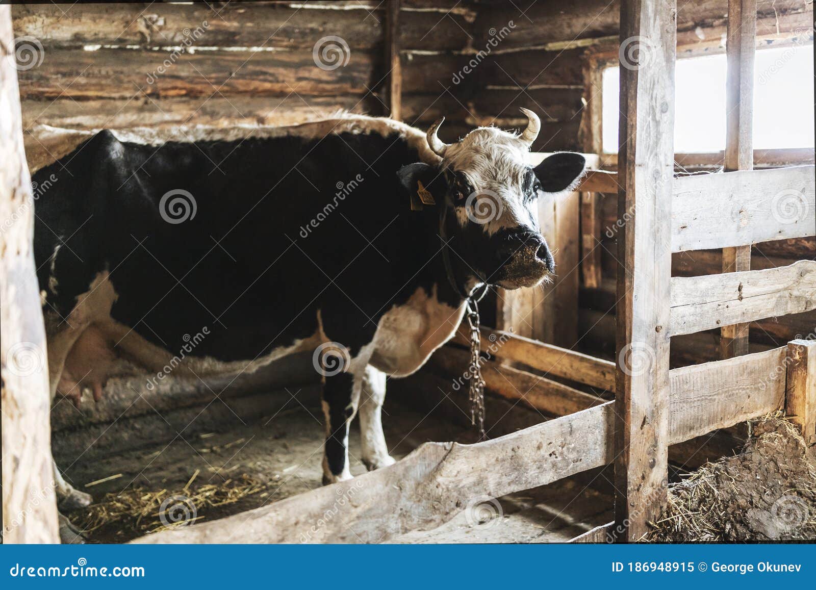 Horned Black and White Cow in the Paddock Stock Image - Image of beast ...