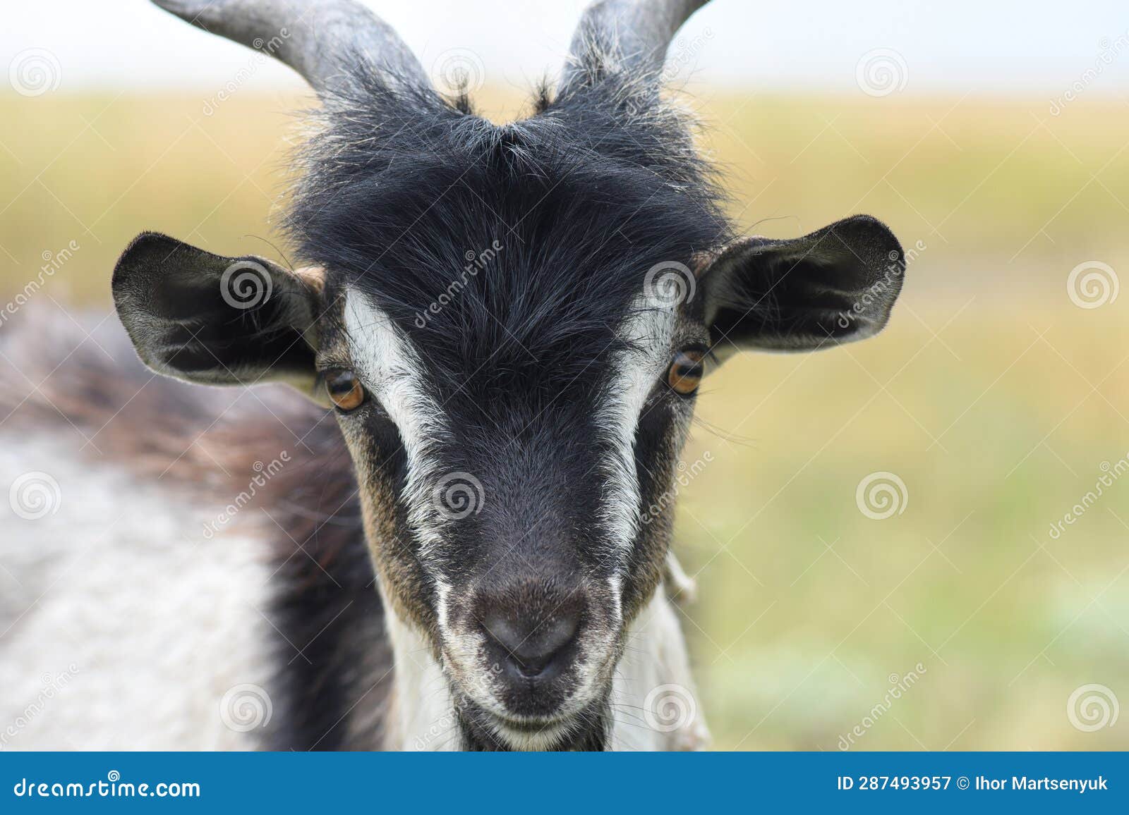 Horned Black and White Goat, Front View. Breeding Animals on the Farm ...