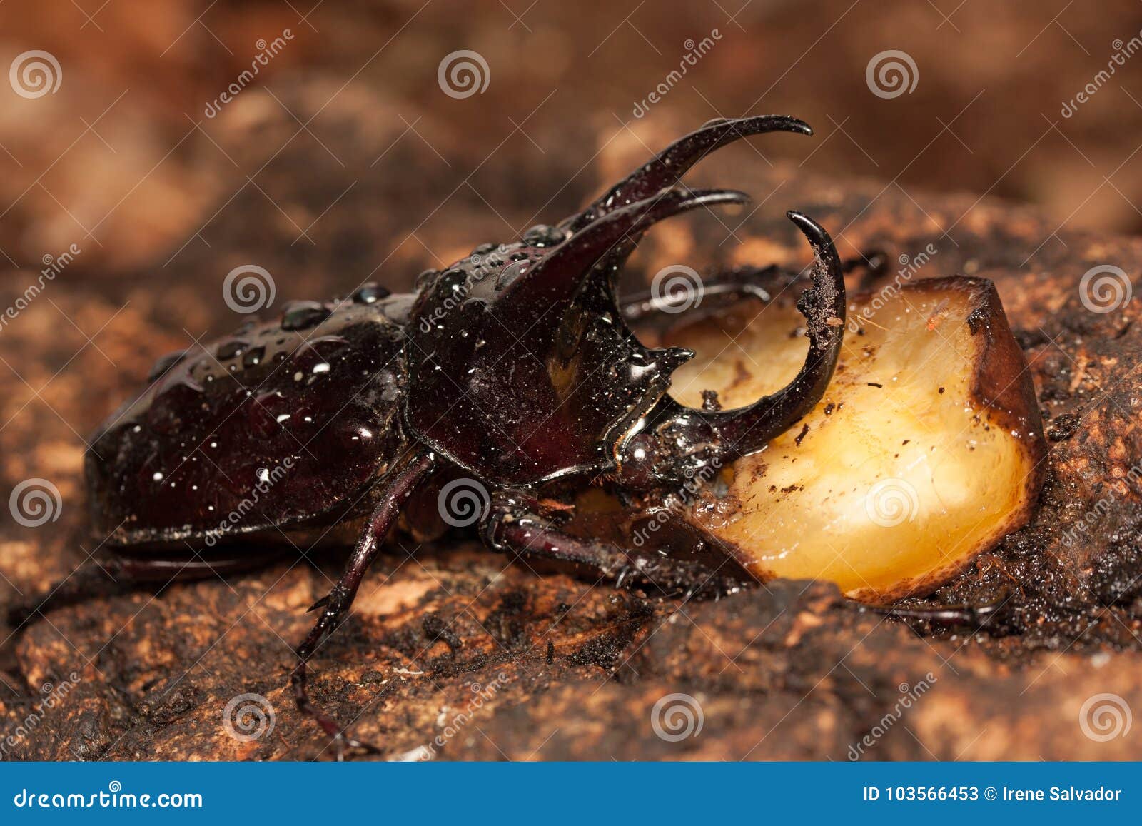 An horned bug closeup stock image. Image of insect, details - 103566453