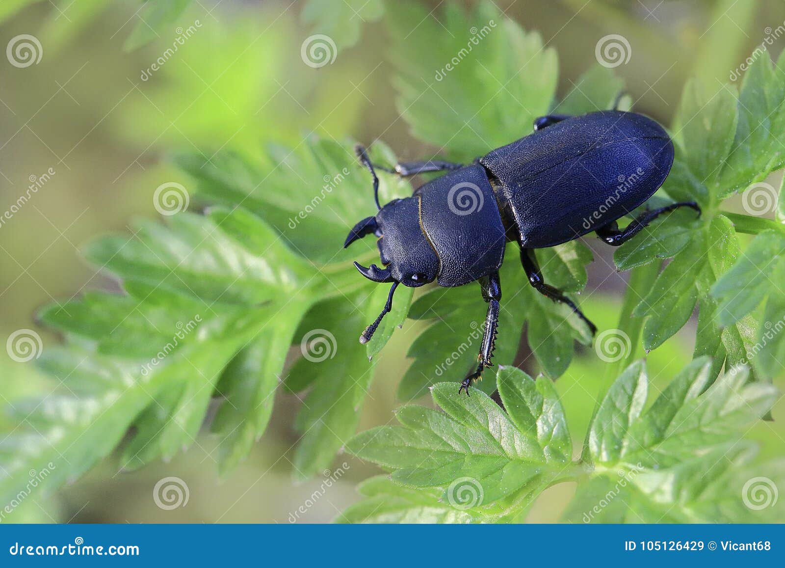 Horned. stock image. Image of sjemk, creeps, spots, life - 105126429