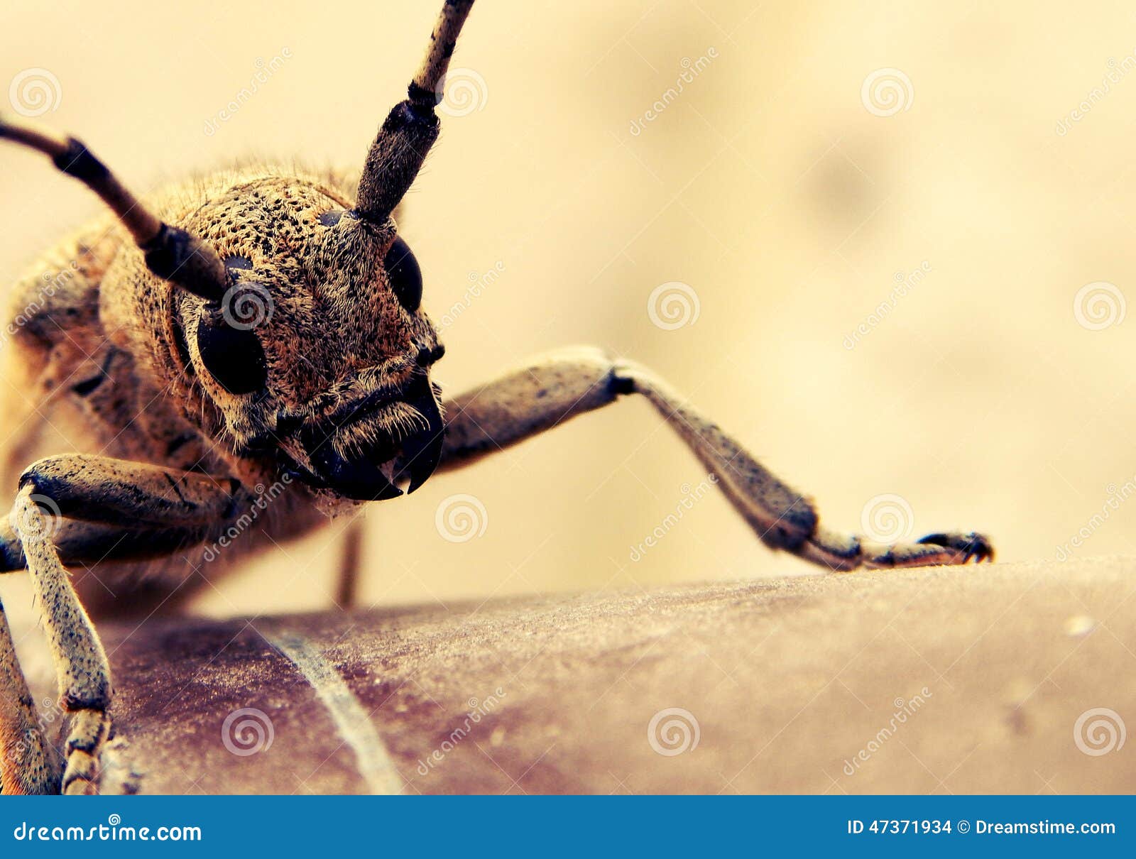 Horned Bug stock photo. Image of nature, horned, face - 47371934