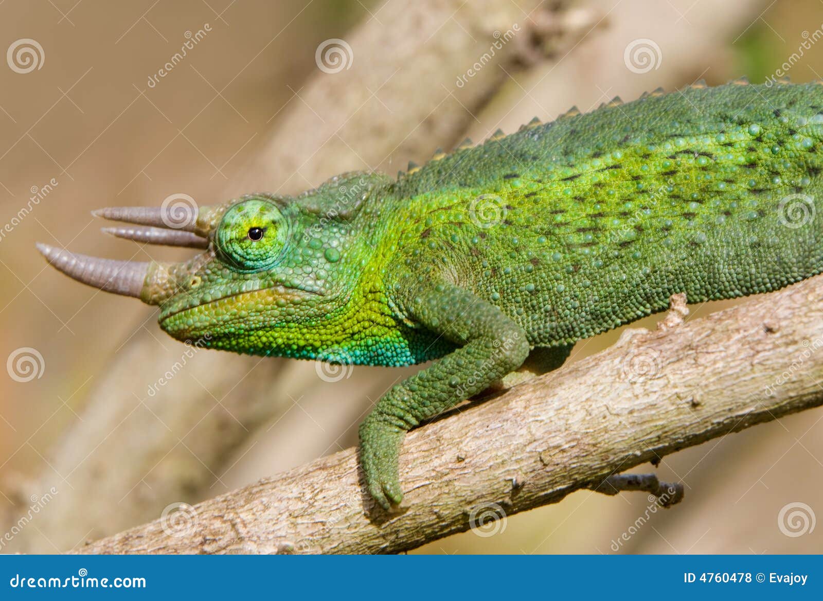 Horned Chameleon stock photo. Image of nature, reptile - 4760478