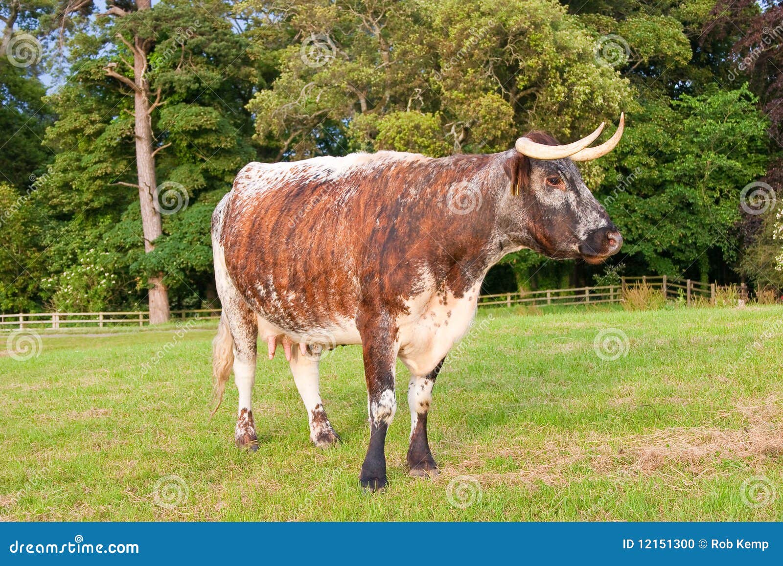 Horned Cow in field stock photo. Image of look, rural - 12151300