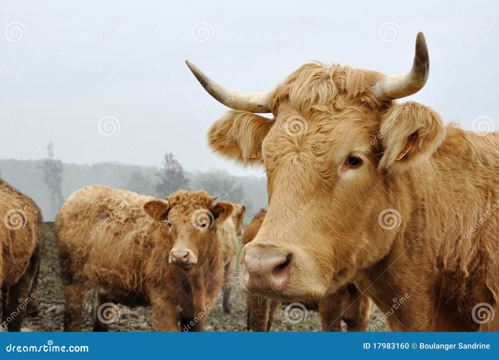 Horned cows stock photo. Image of heifers, horns, meadow - 17983160