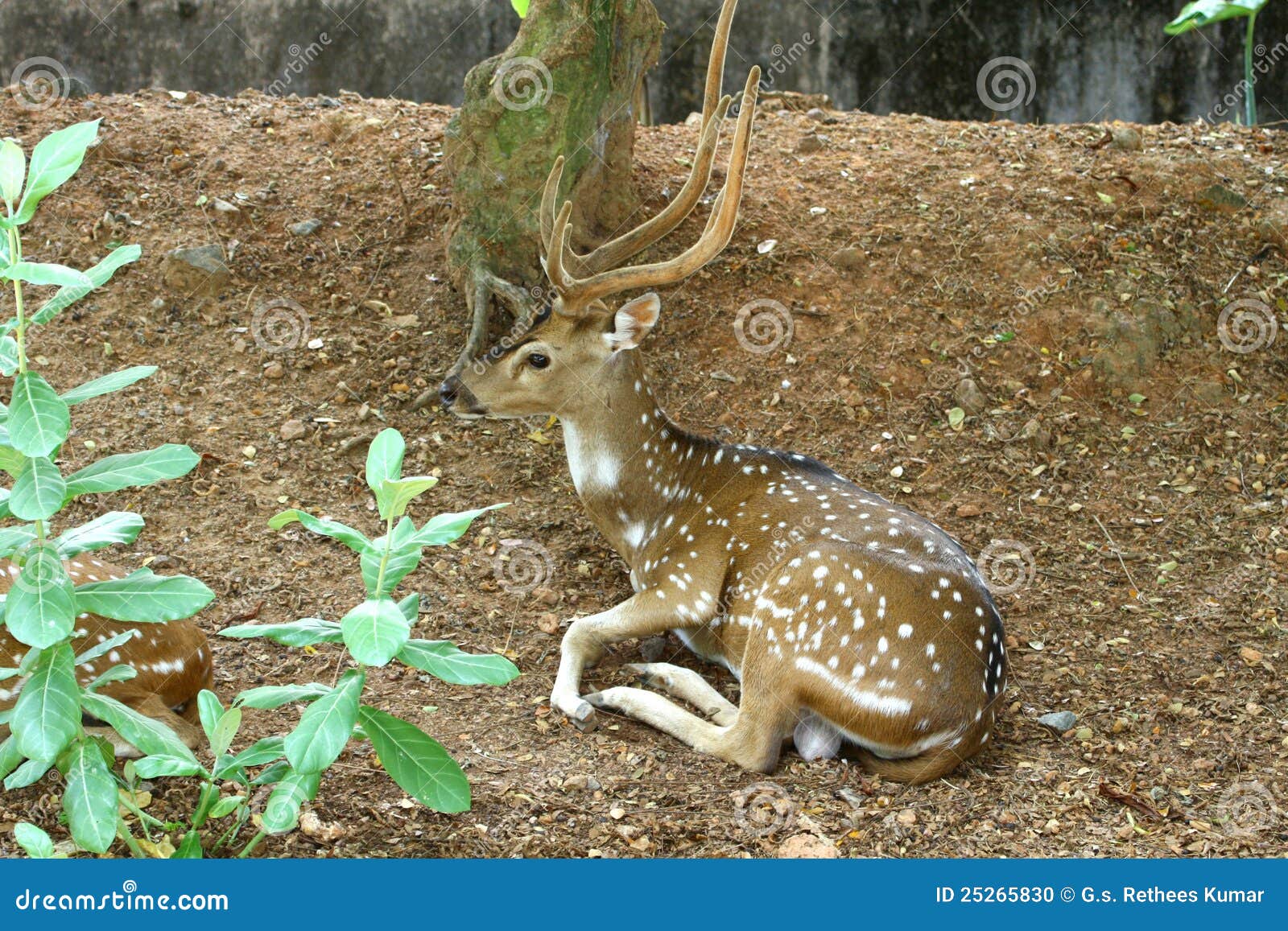 Horned deer stock photo. Image of spotted, deers, wildlife - 25265830