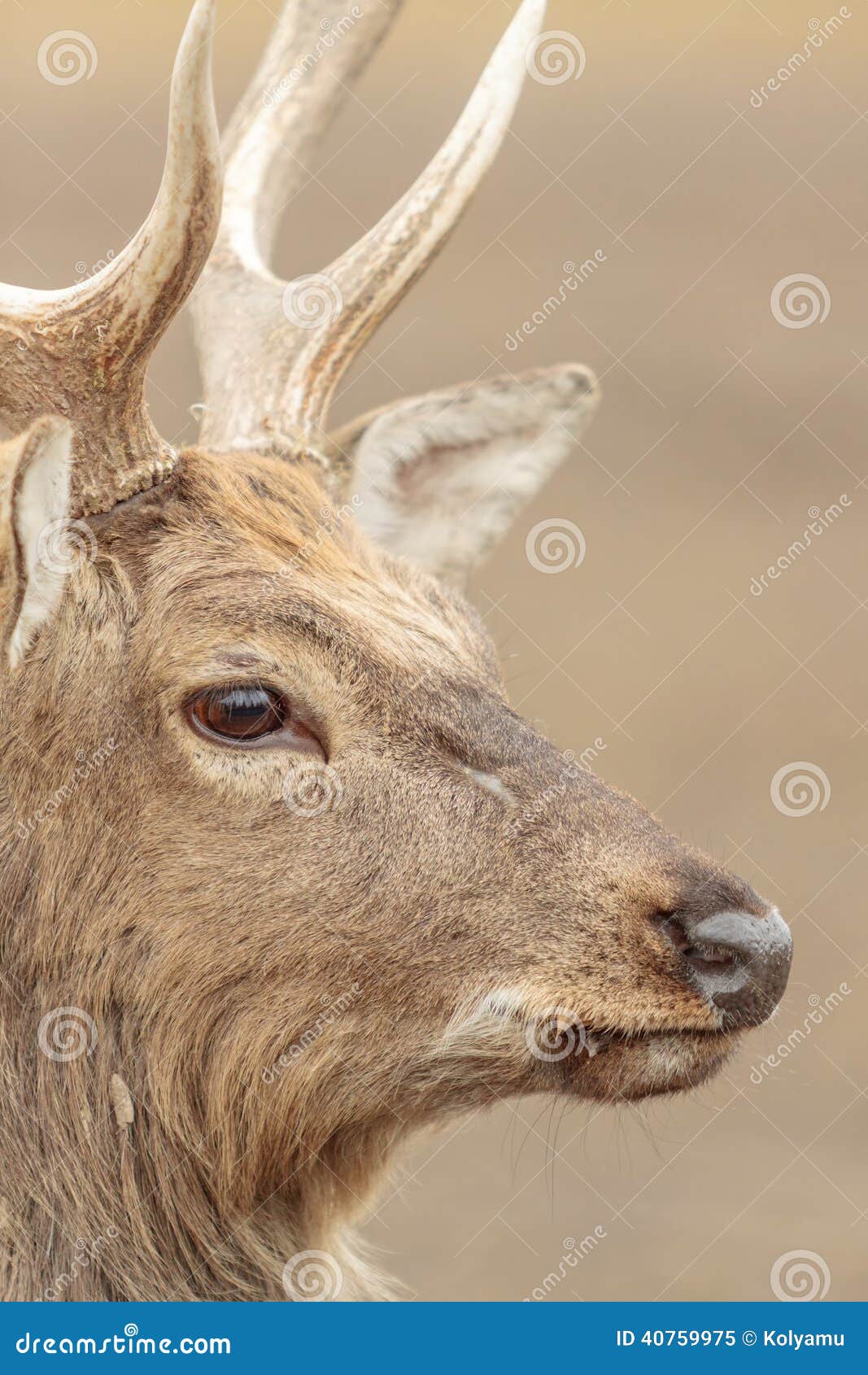 Horned Deer Standing Outdoors Stock Photo | CartoonDealer.com #141416808