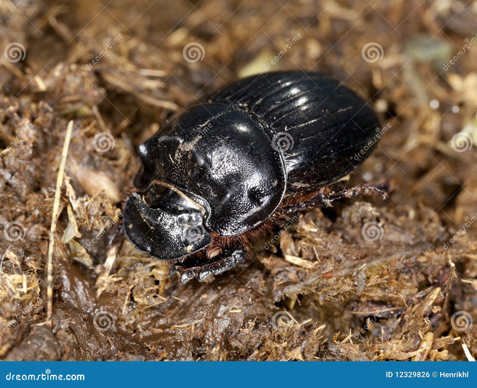 Horned Dung Beetle (Copris Lunaris) Stock Photo - Image of ...