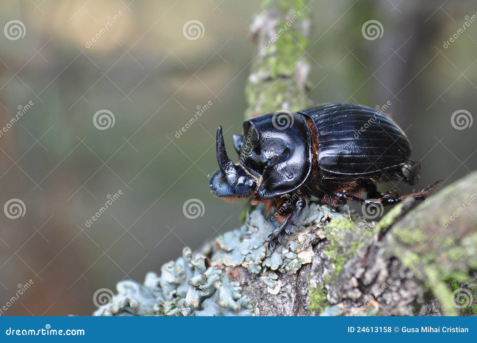 Horned Dung Beetle, Copris Lunaris Stock Photo - Image of closeup ...