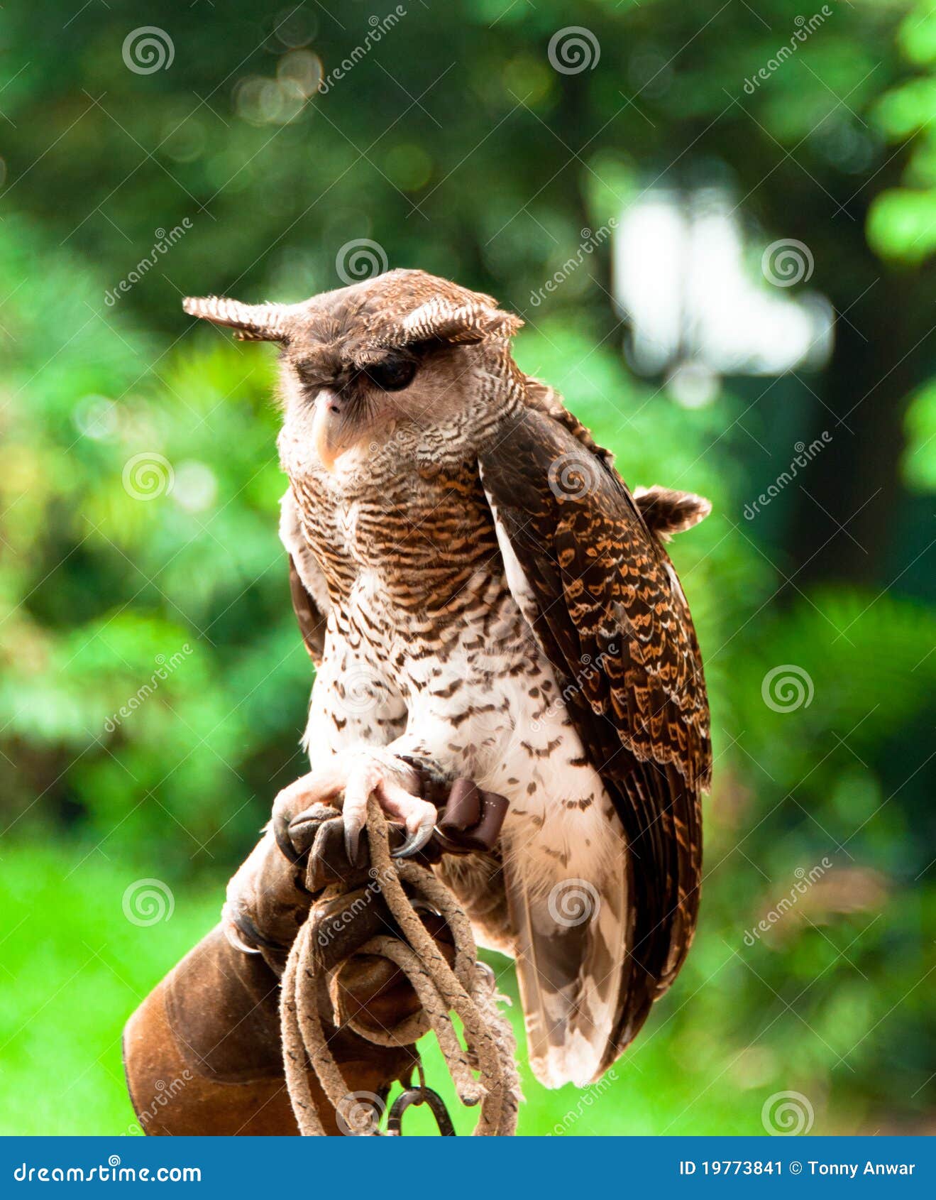 Horned Eagle Owl stock image. Image of wings, training - 19773841
