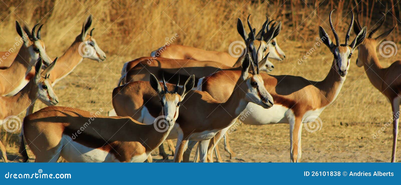 Herd Of Springbuck Standing Near Waterhole Royalty-Free Stock Photo ...