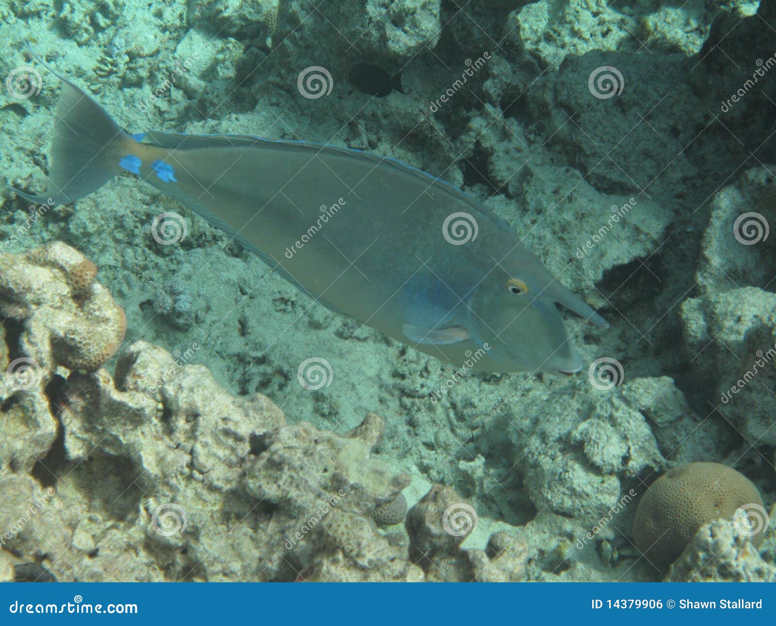 Horned fish stock photo. Image of swim, clean, camera - 14379906