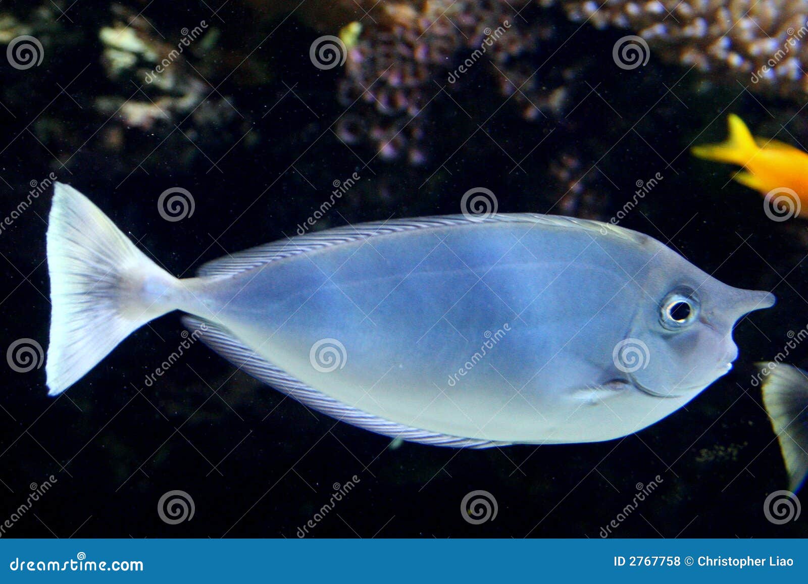 Horned Fish Picture. Image: 2767758