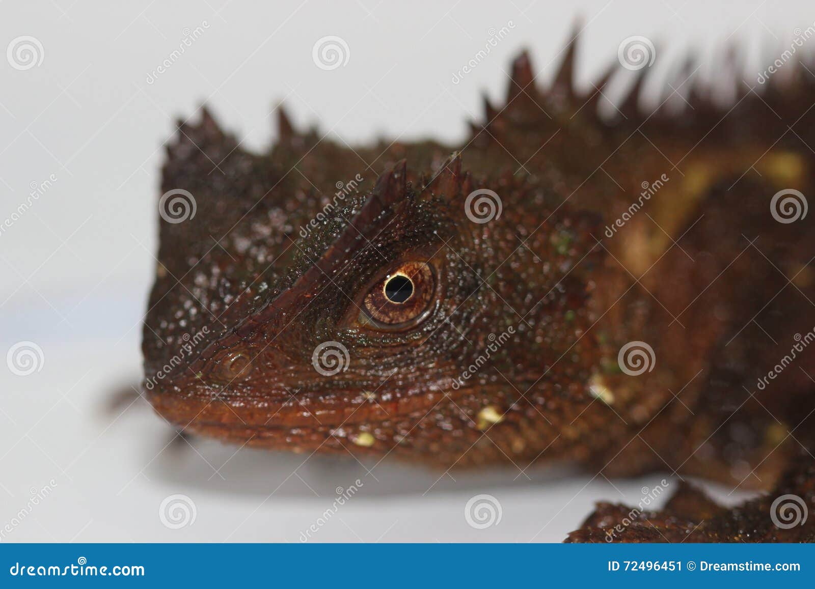 Horned Forest Dragon stock image. Image of lives, macro - 72496451