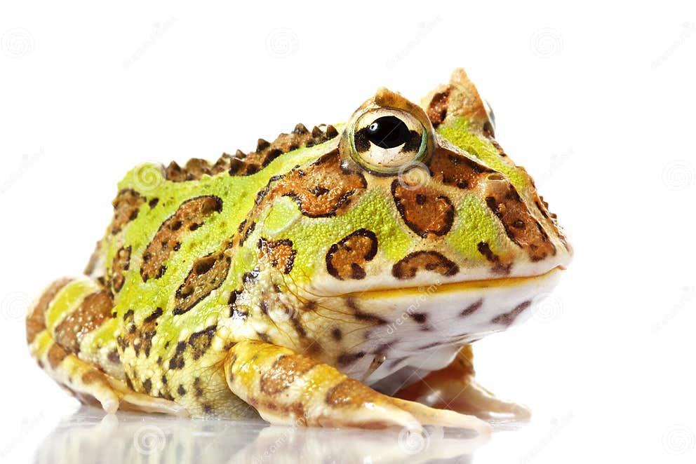 Horned Frog stock photo. Image of exotic, amphibian, zoology - 9831572