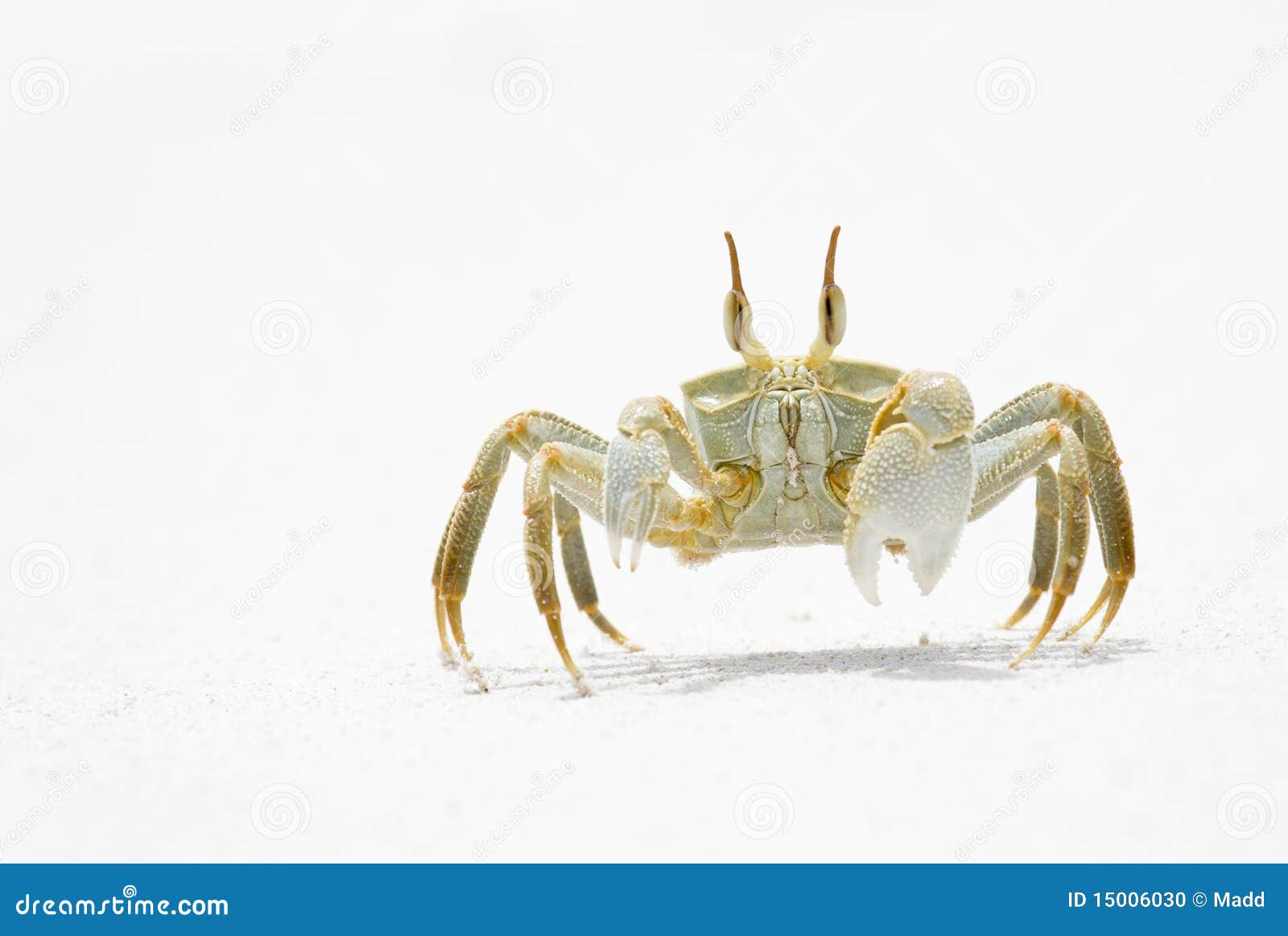 Ghost Crab Digging Burrow In Hawaii Royalty-Free Stock Photo ...