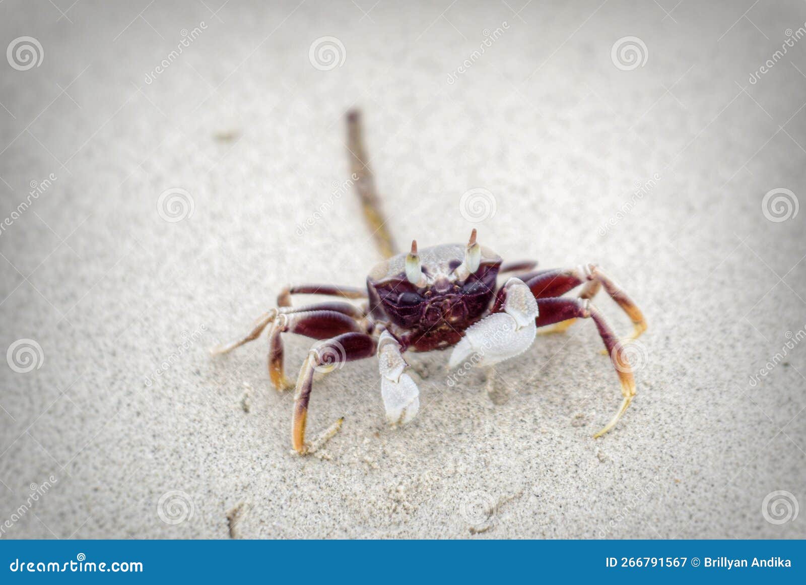 Horned Ghost Crab & X28;Ocypode Ceratophthalma& X29; Stock Image ...