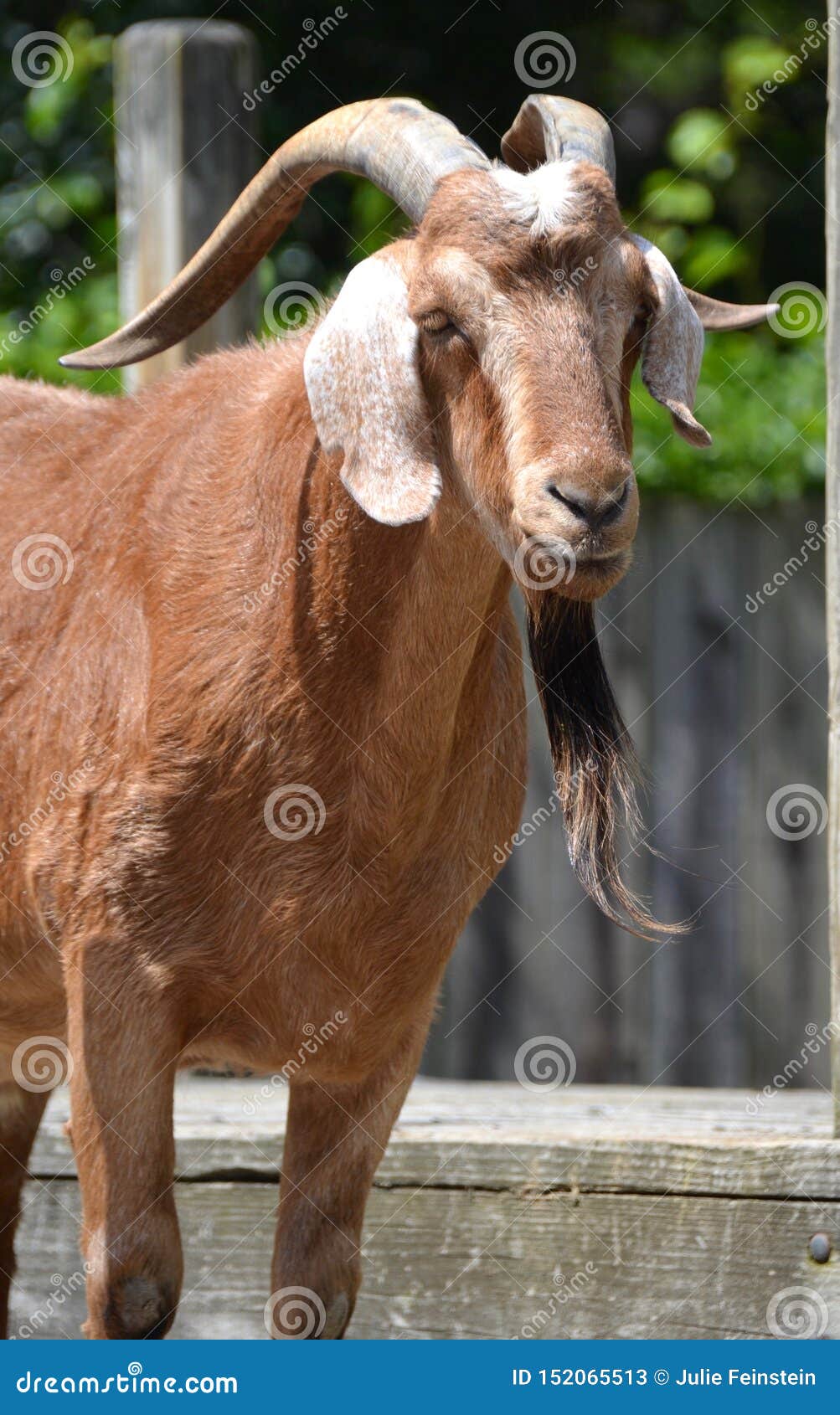 Horned Goat stock image. Image of goat, barn, barnyard - 152065513