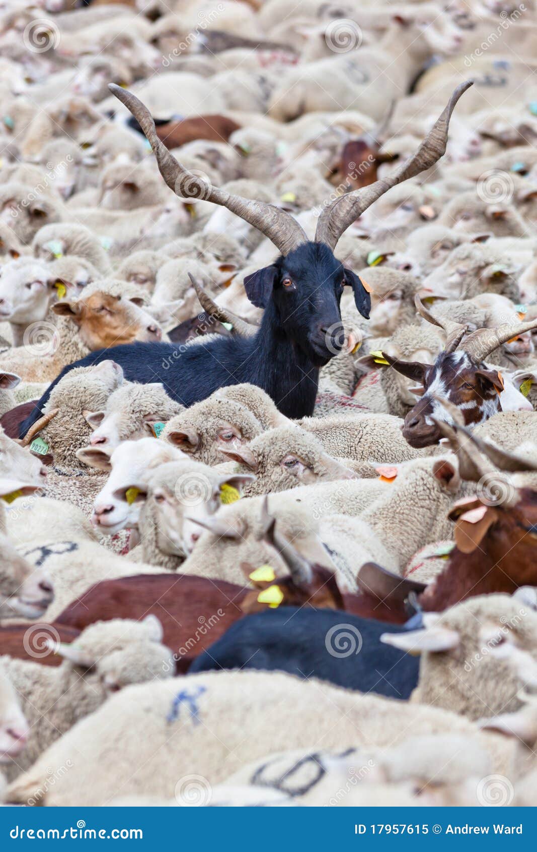 Horned Goat`s Head Muzzle Goat, Goat Lying On The Grass, Goat Chews ...