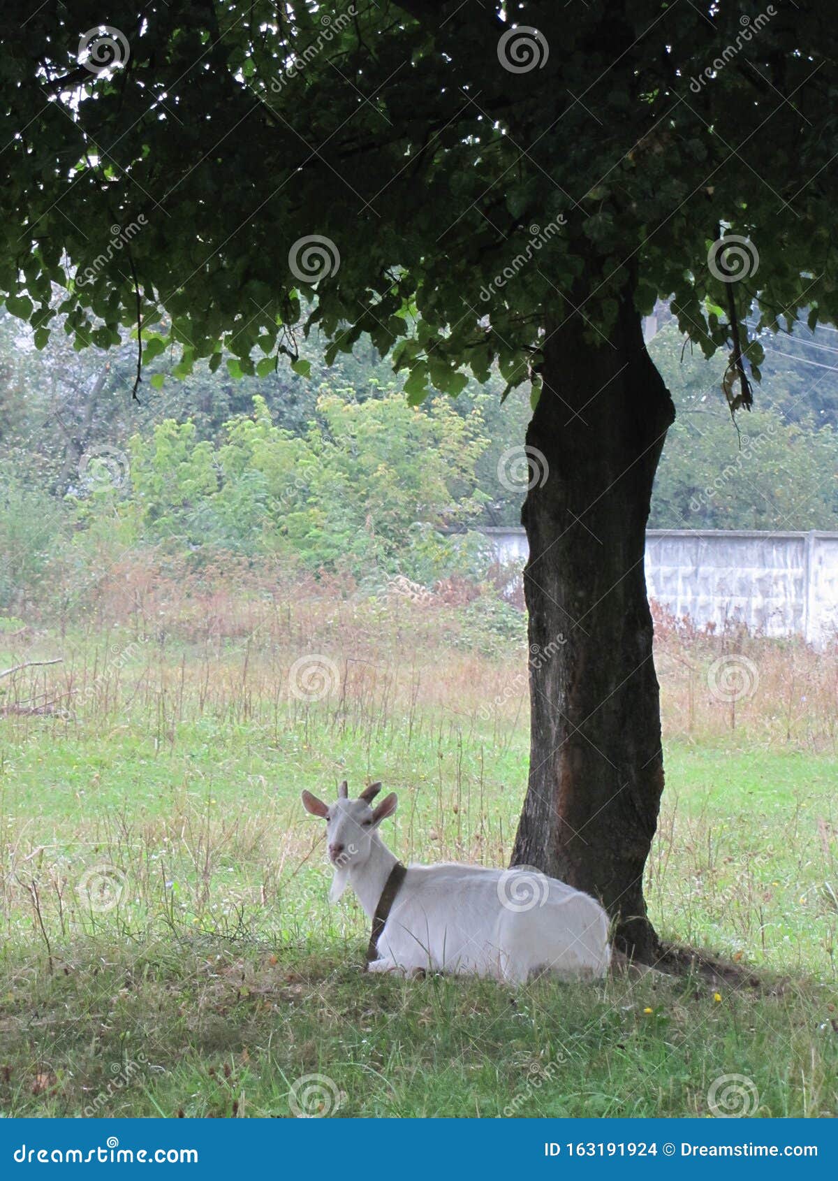 Horned Goat, Goat Lying on the Grass, Goat Chews Grass Stock Photo ...