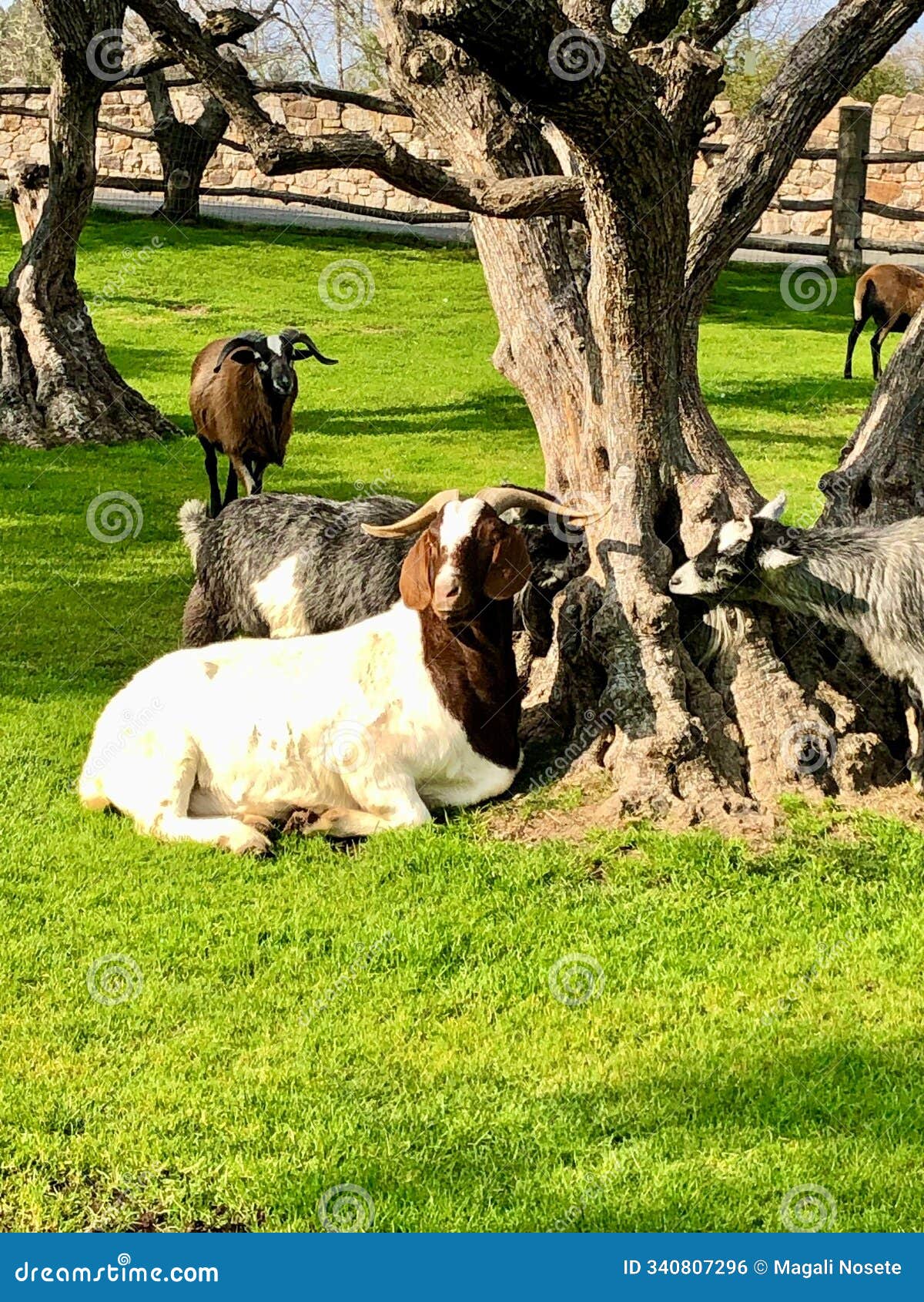 Horned Goat Lying on the Grass Stock Photo - Image of terrestrial ...