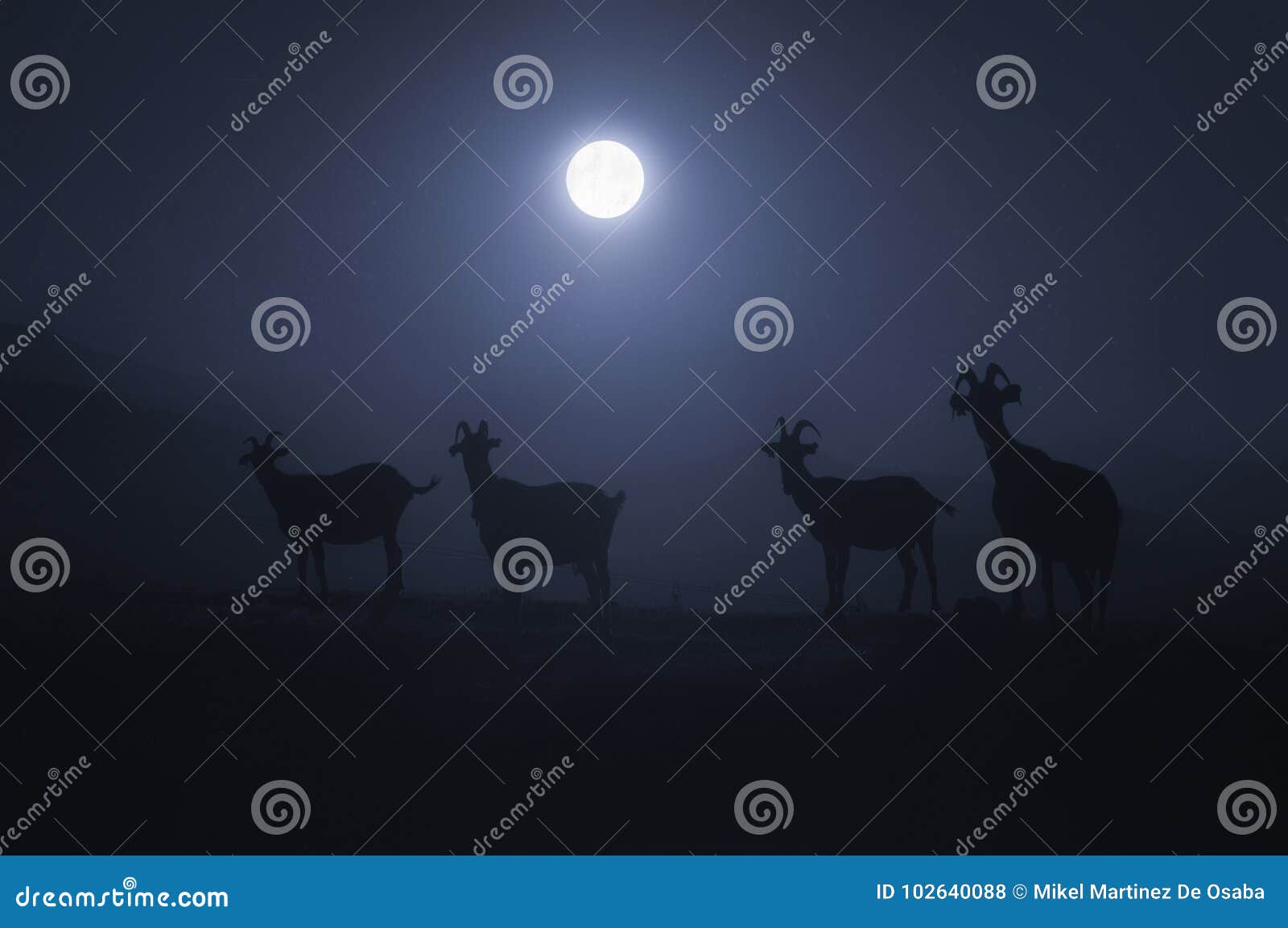 Horned goats at night stock photo. Image of goats, horned - 102640088