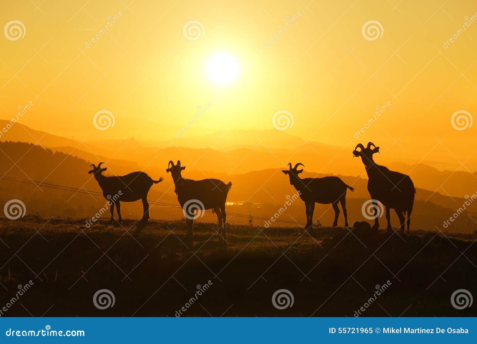 Horned goats at sunset stock image. Image of male, horned - 55721965