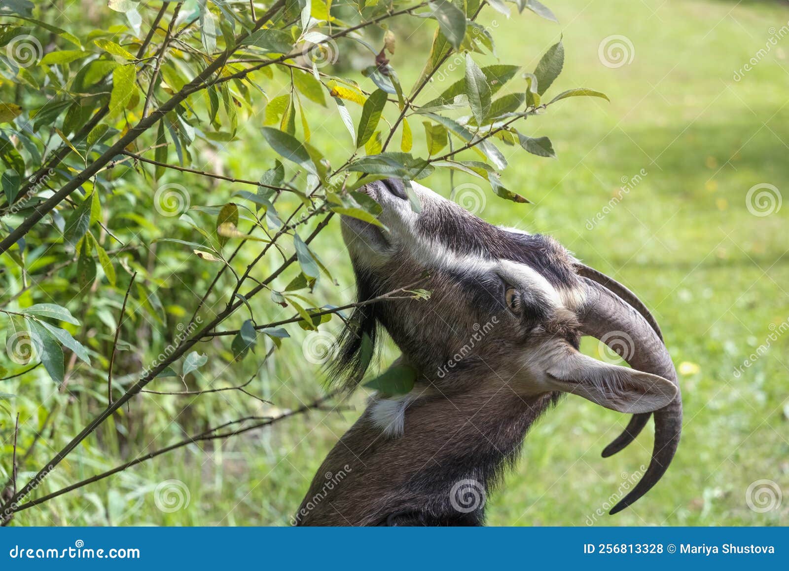 Horned Gray Saanen Goat. Portrait of a Goat Walking in the Forest. Goat ...