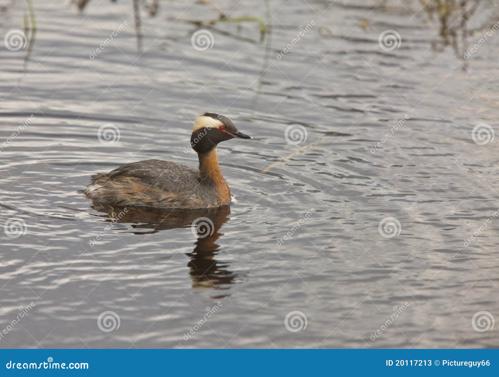 Horned Grebe stock image. Image of grebe, duck, isolated - 20117213