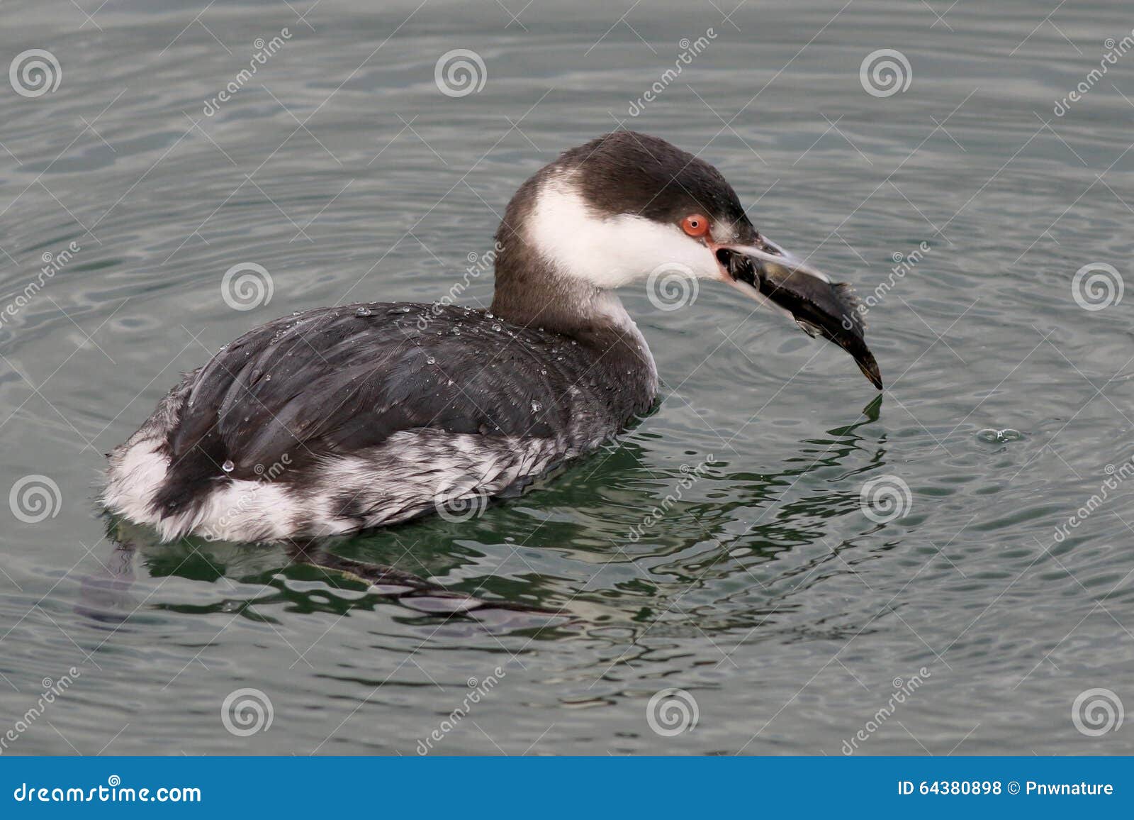 782 Fish Puget Stock Photos - Free & Royalty-Free Stock Photos from ...