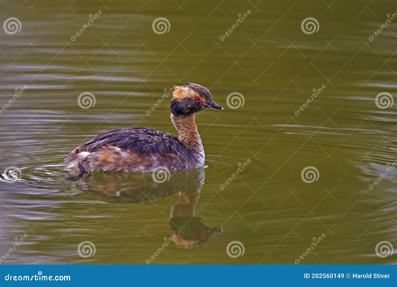 Horned Grebe, Podiceps Auritus, Swimming Stock Image - Image of ...