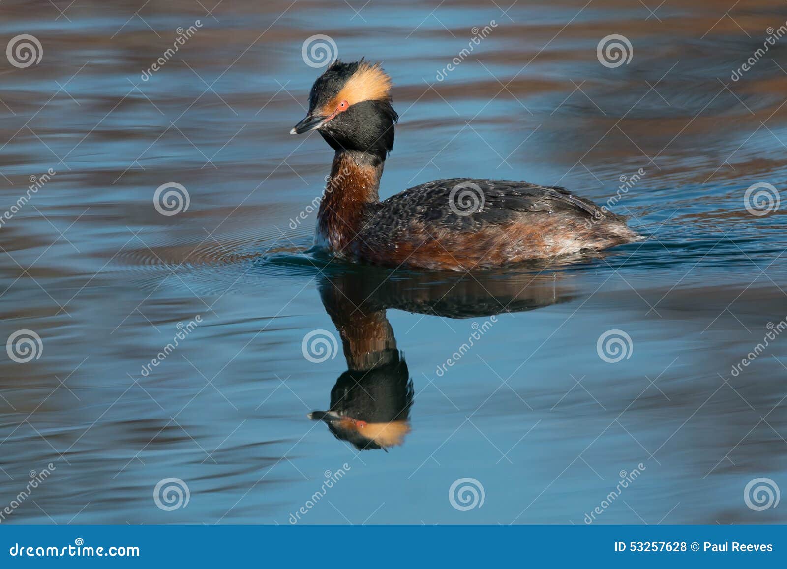 Horned Grebe - Podiceps Auritus Stock Photo - Image of horizontal, park ...