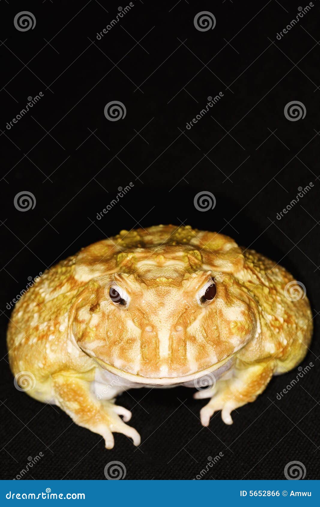 Horned groda 02 arkivfoto. Bild av brigham, packe, öga - 5652866