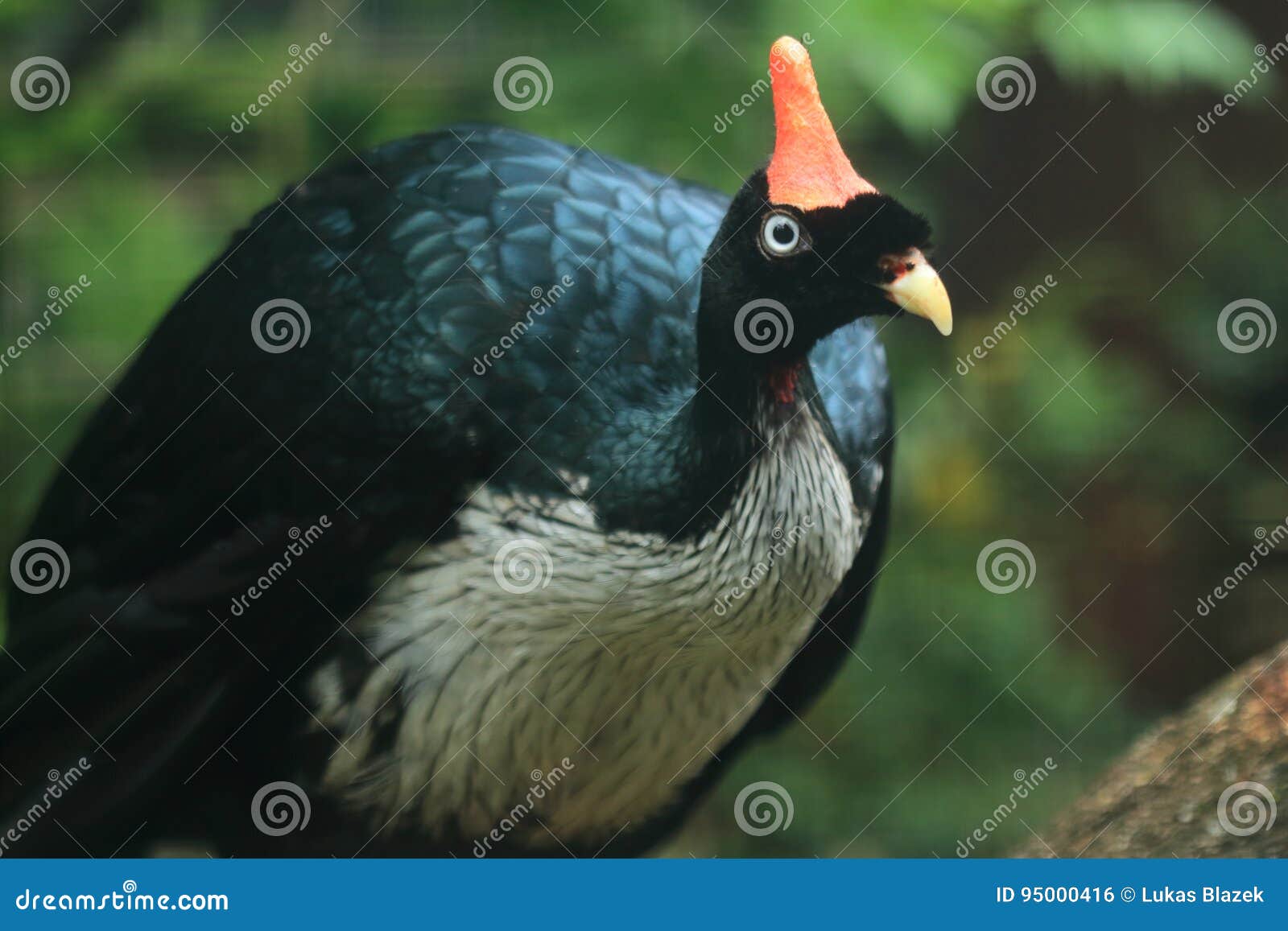 Horned guan stock photo. Image of turkey, america, derbianus - 95000416