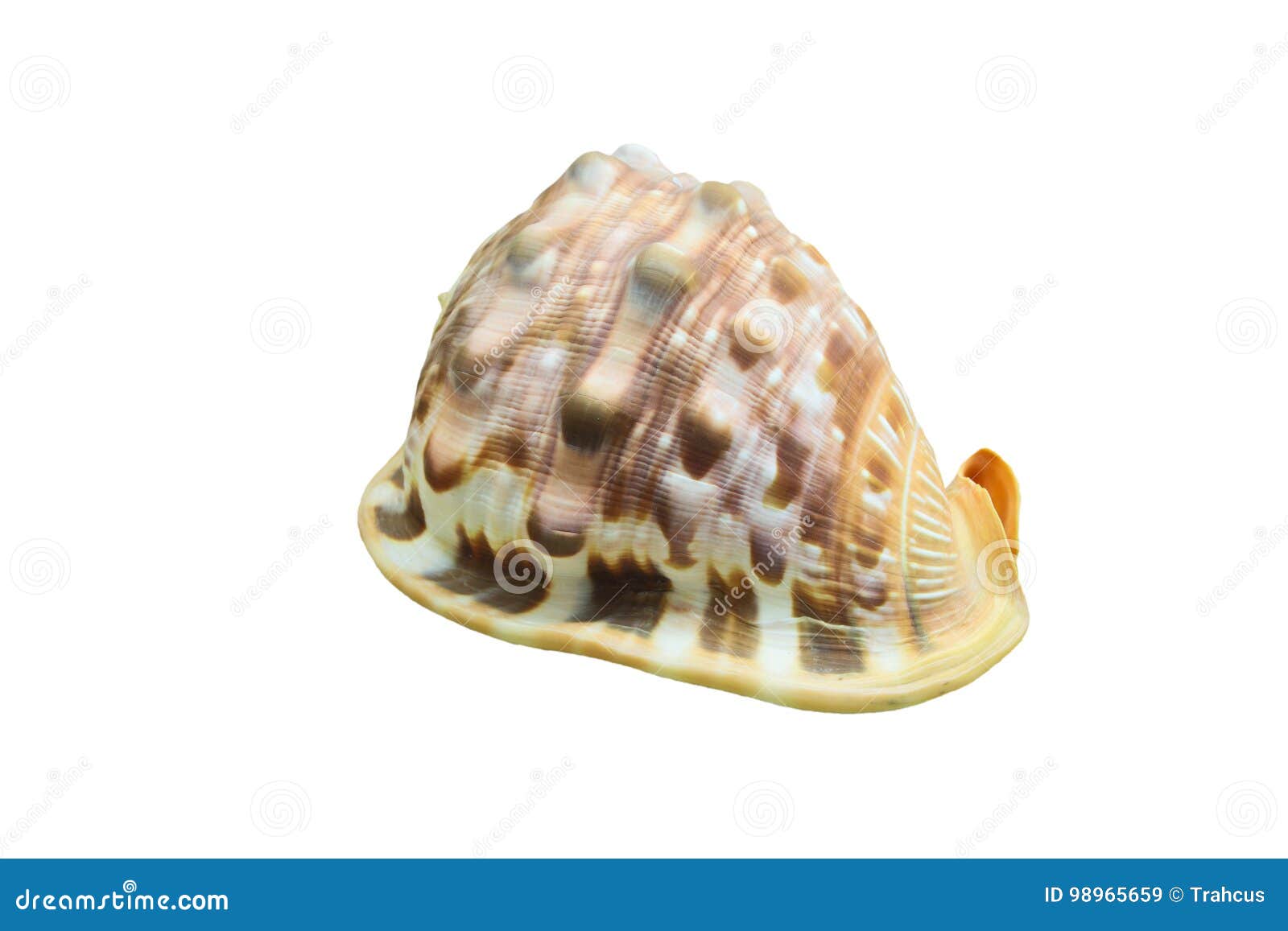 Horned Helmet Shell or Cassis Cornuta Stock Image - Image of shellfish ...