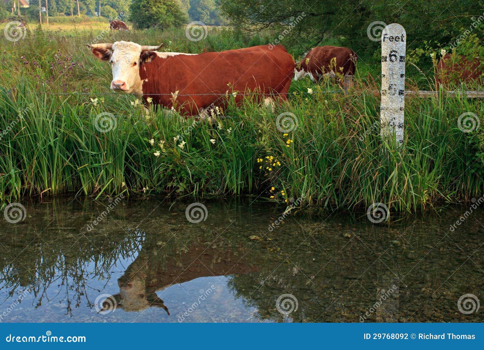 6 foot cow stock photo. Image of dairy, cattle, farm - 29768092