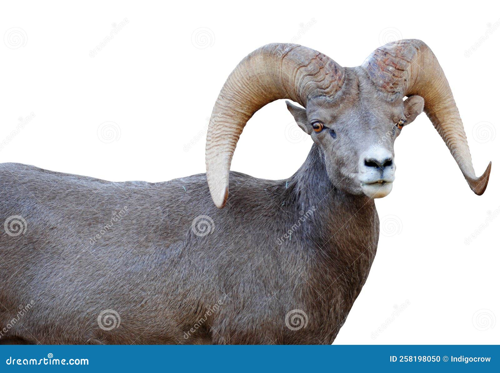 Horned Isolated Animal stock photo. Image of wildlife - 258198050