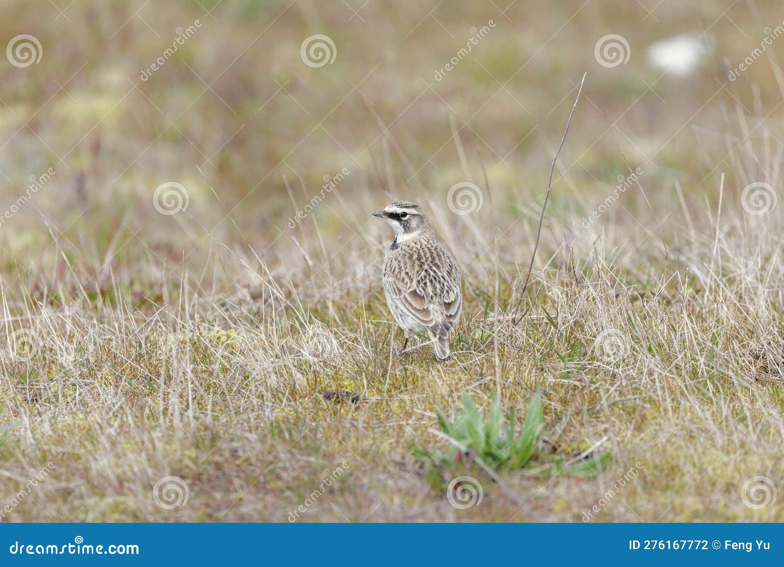 Horned Lark bird stock photo. Image of columbia, canada - 276167772