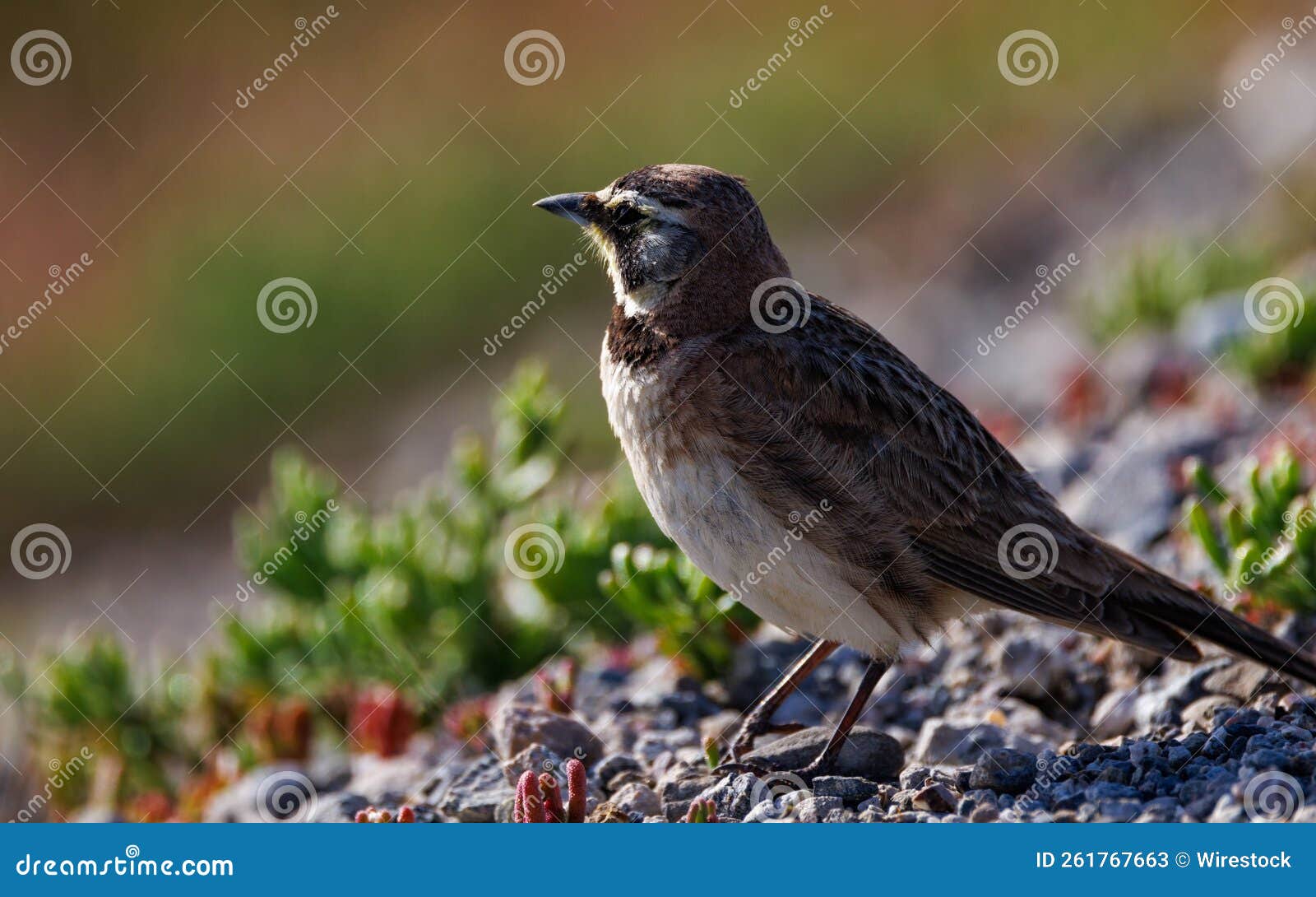 Horned Lark Perching on Rocky Ground Stock Image - Image of flying ...