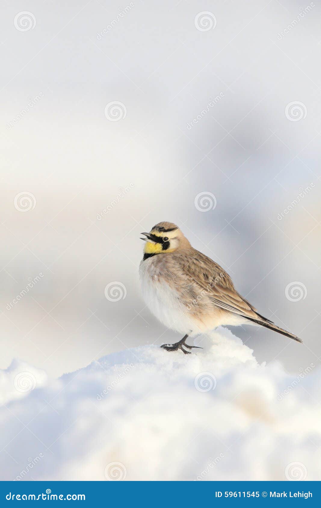 Horned lark singing stock image. Image of earth, freedom - 59611545