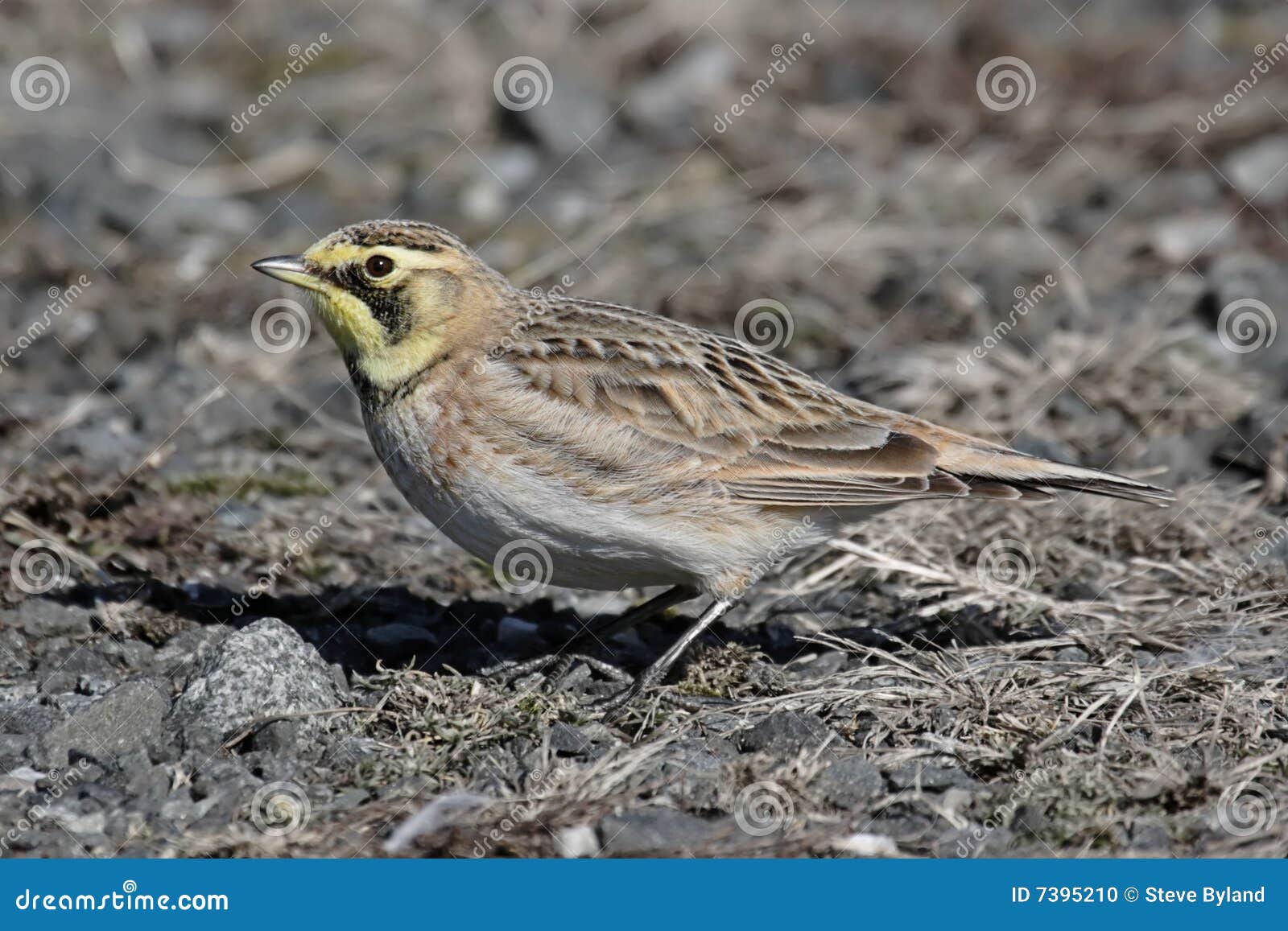 Horned Lark in Winter stock photo. Image of birds, animal - 7395210