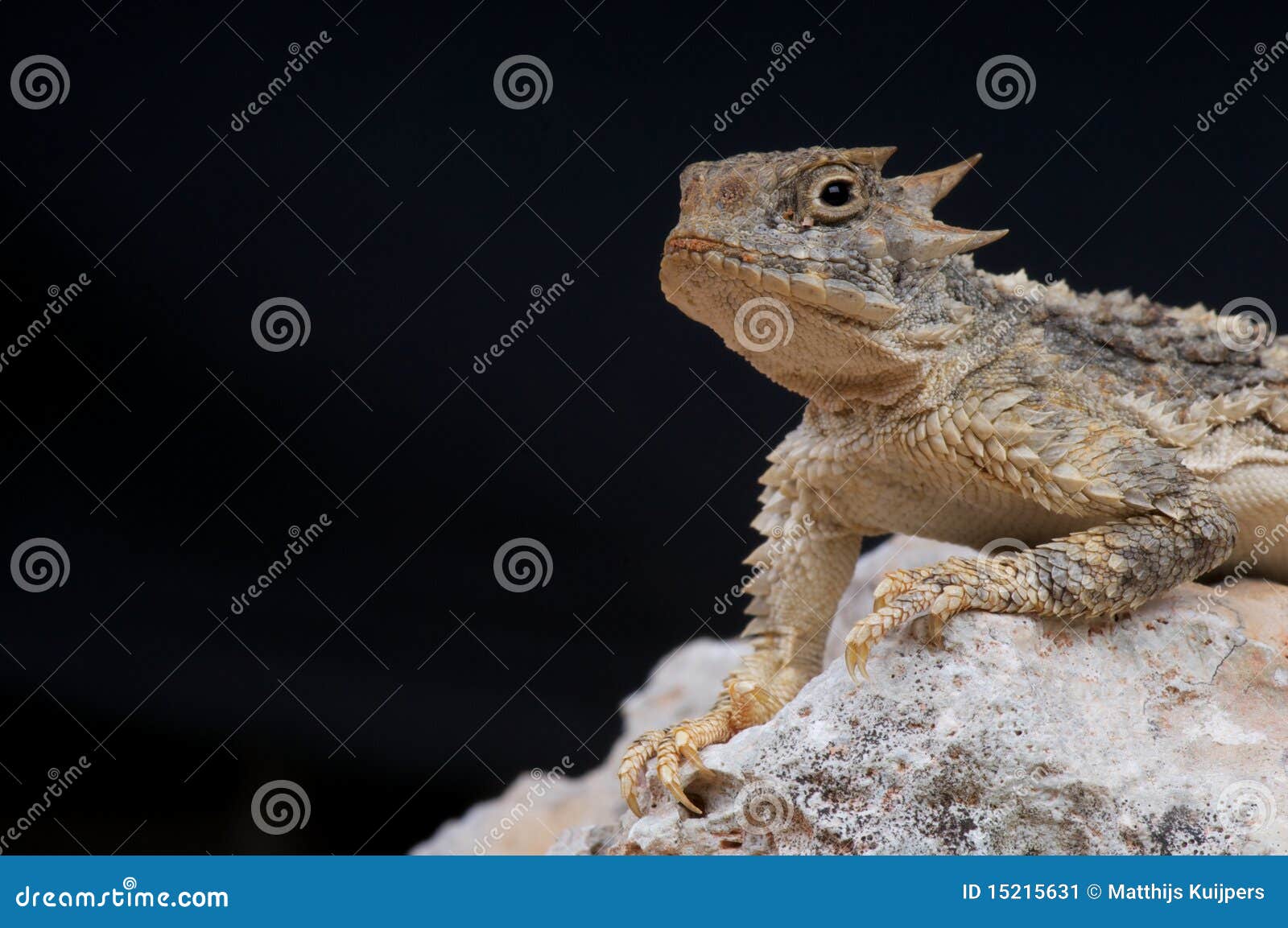 Horned lizard stock image. Image of wildlife, phrynosoma - 15215631