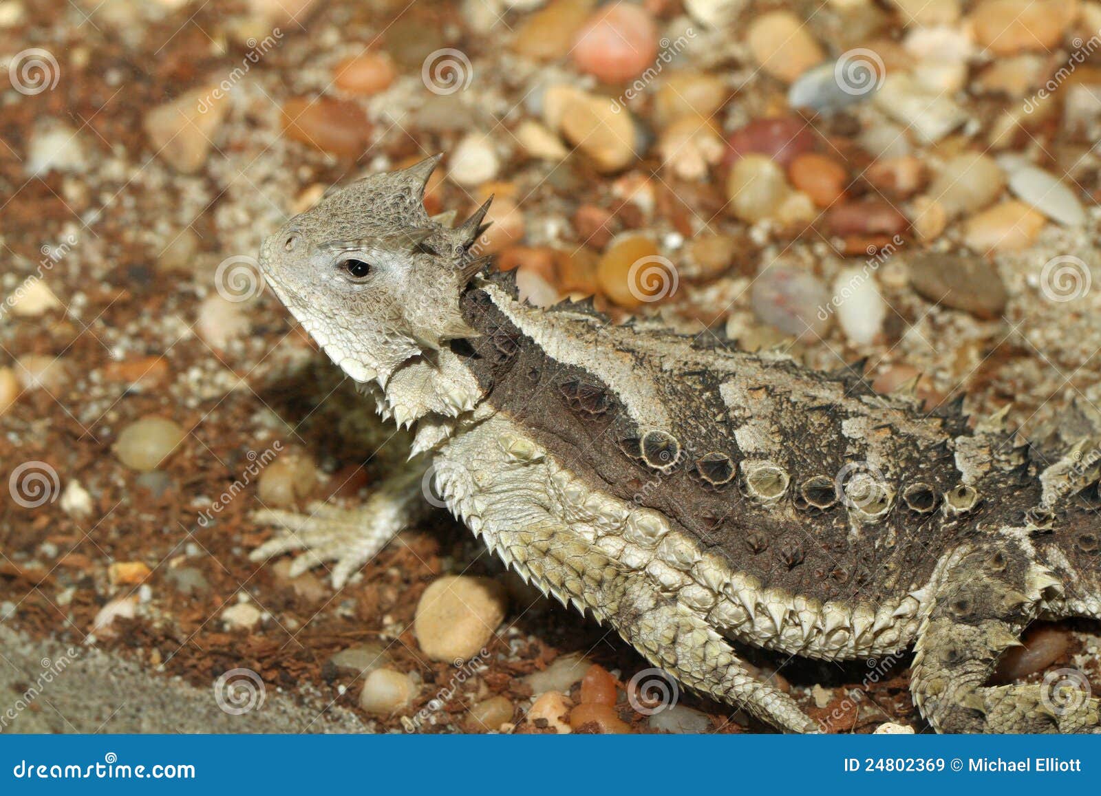 Horned Lizard Picture. Image: 24802369