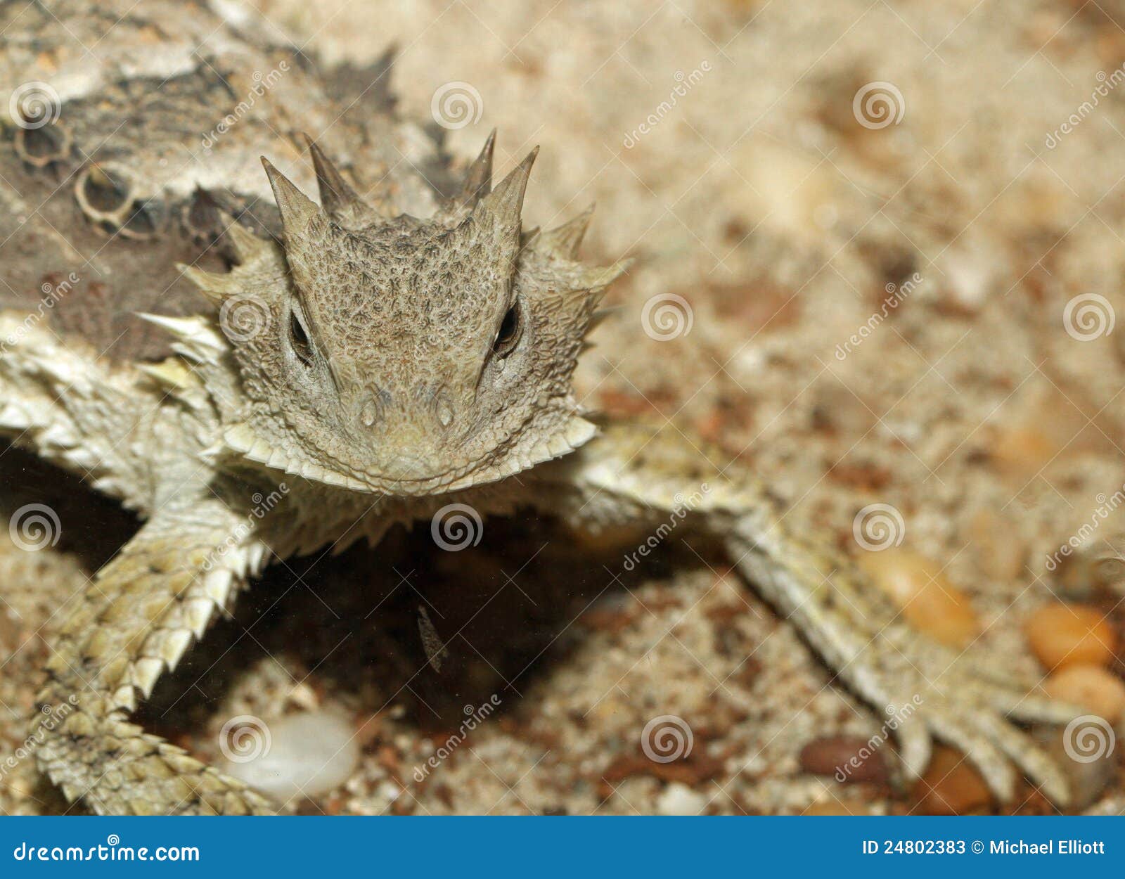 Horned Lizard Stock Photography | CartoonDealer.com #343436