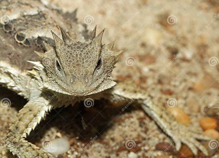 Horned Lizard stock image. Image of protection, defense - 24802383