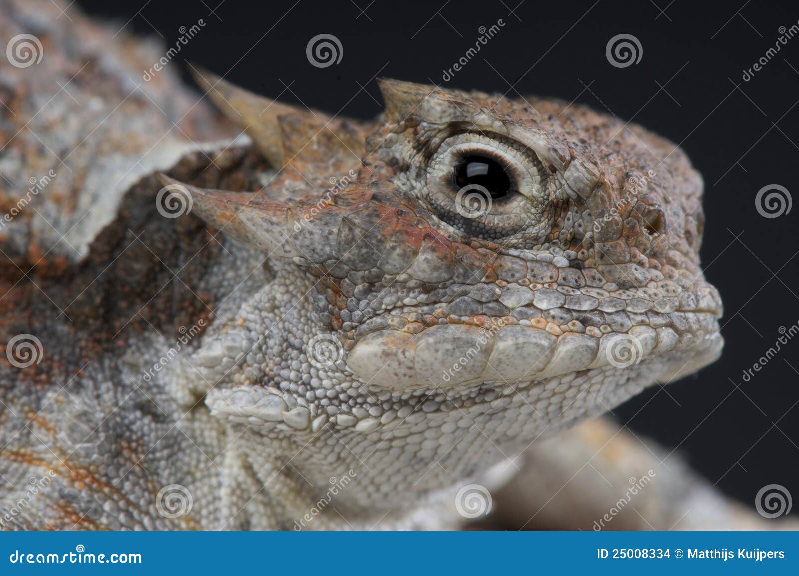 Horned Lizard Royalty-Free Stock Image | CartoonDealer.com #25008334
