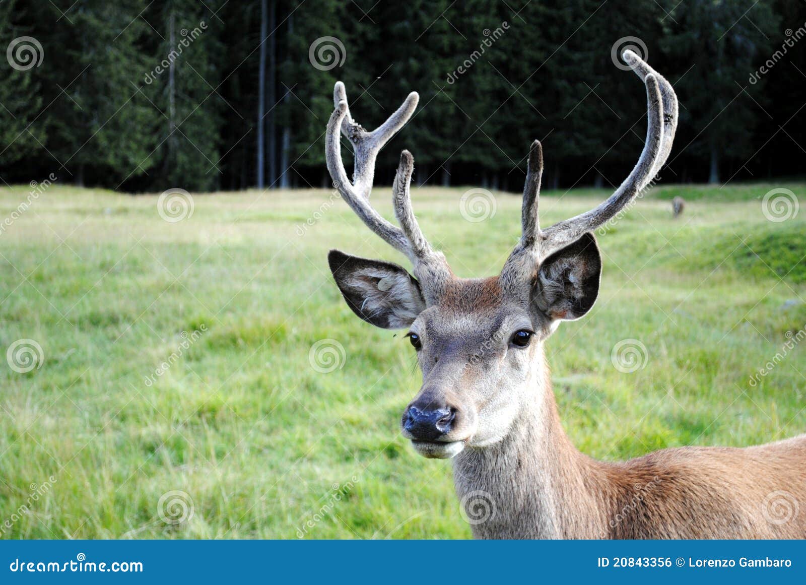 Horned Male Deer in Mountain Landscape Stock Photo - Image of wild ...