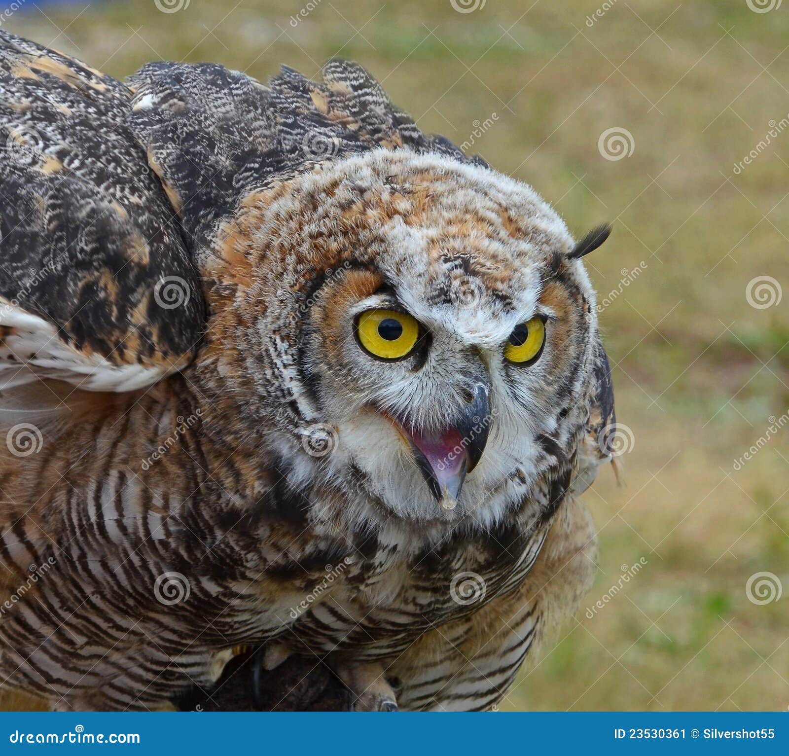 Horned owl stock image. Image of wild, close, great, horned - 23530361