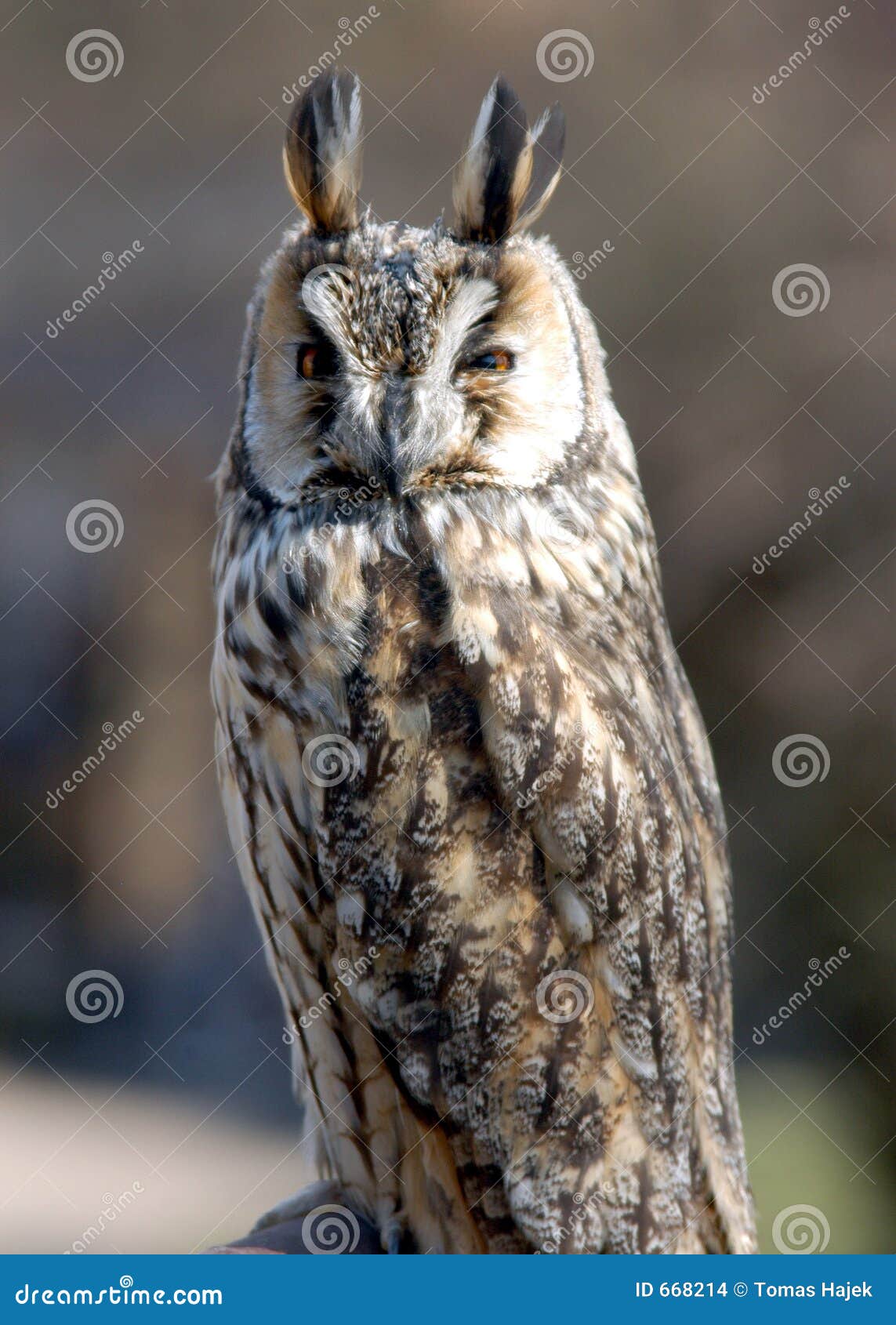 Horned owl stock photo. Image of owls, birds, horned, feather - 668214