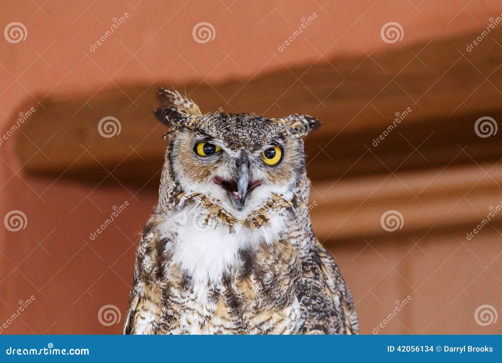 Horned Owl with Beak Open stock photo. Image of wild - 42056134